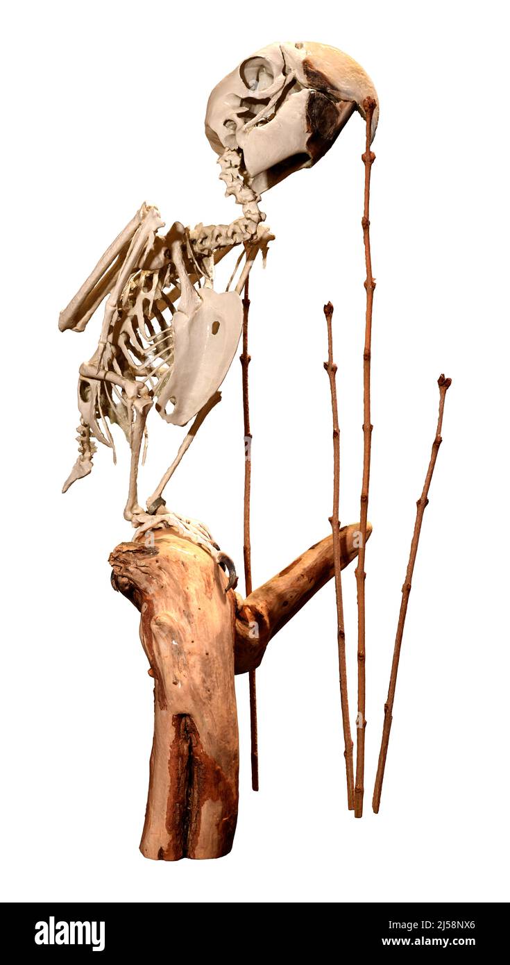 3D rendering of a skeleton of a parrot isolated on white background ...