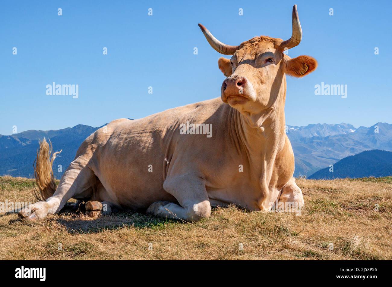 Cattle grazing at Col d’Aspin in the French Pyrenees during summer ...
