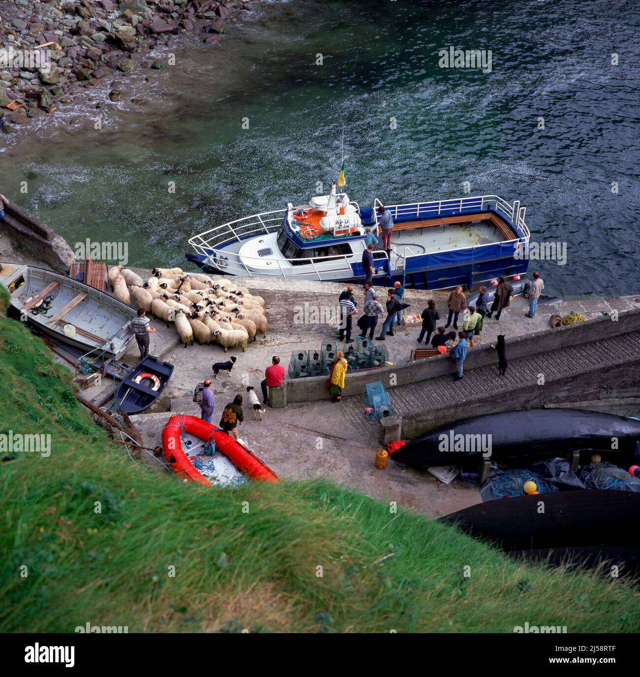 Dunquin sheep hi-res stock photography and images - Alamy