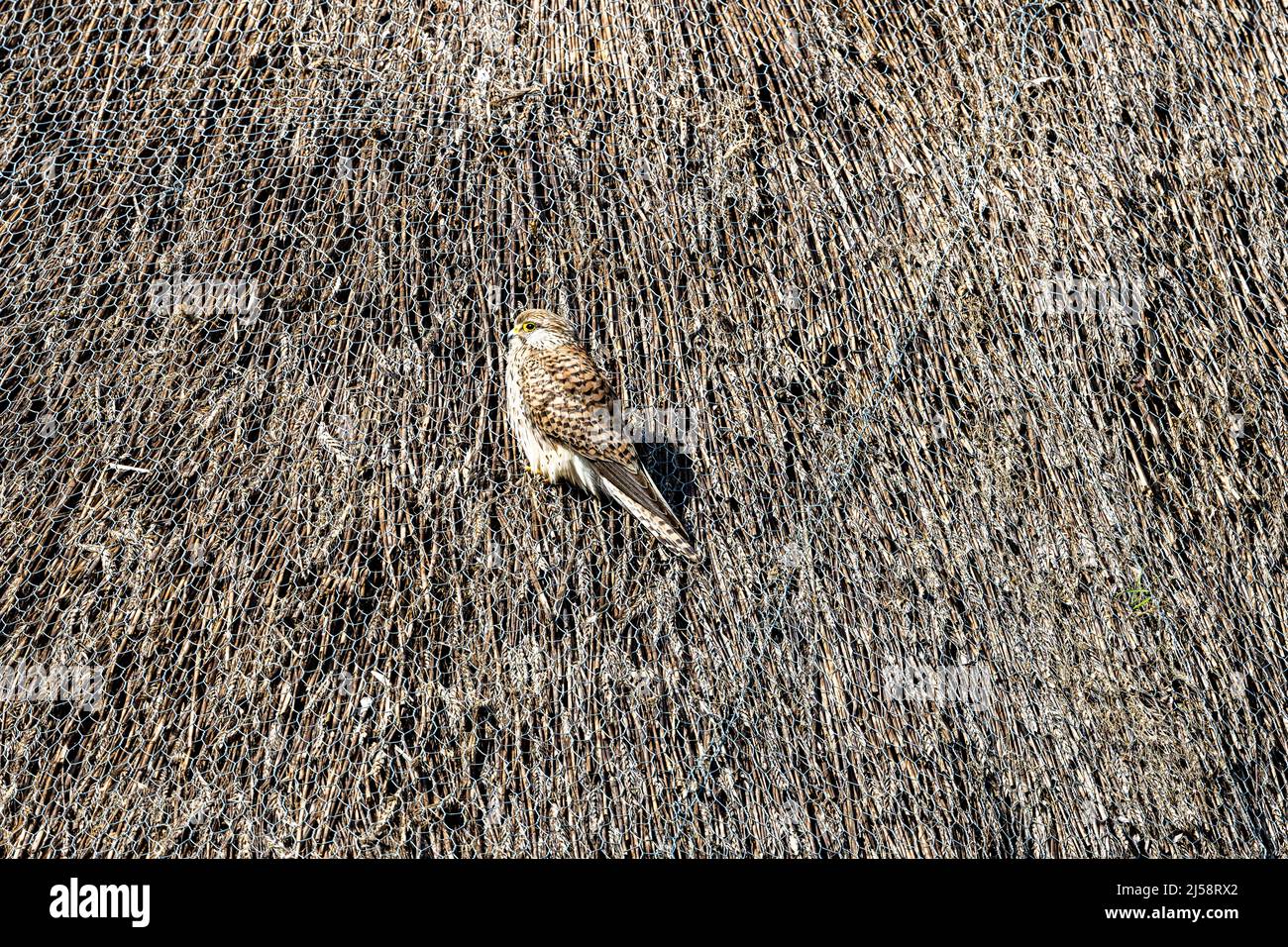 A kestrel, Falco tinnunculus, sat on the roof of a thatched barn, Upper ...
