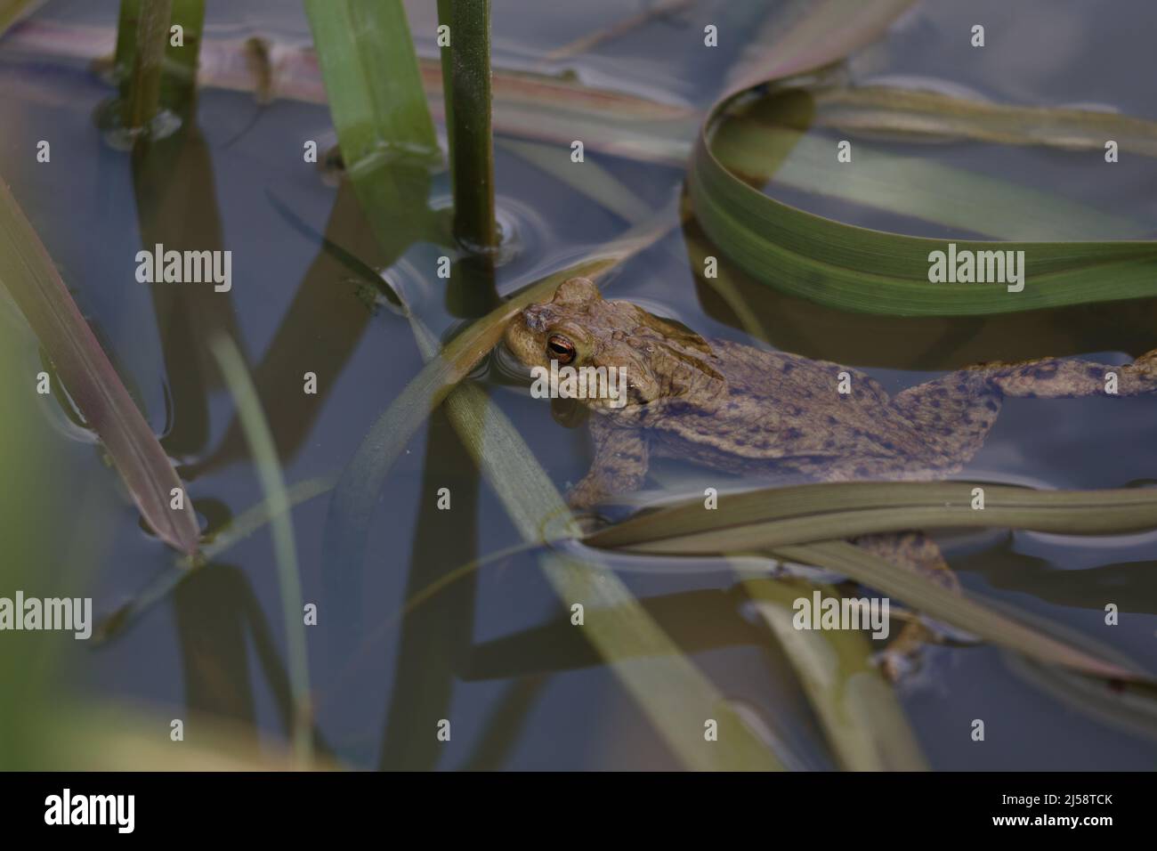 Toad in the breeding season in a pond Stock Photo - Alamy