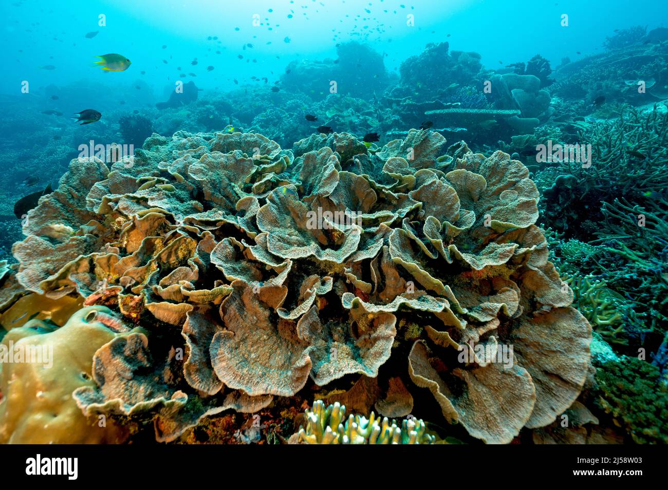 Massive folios coral, Leptoseris foliosa, Raja Ampat Indonesia Stock ...