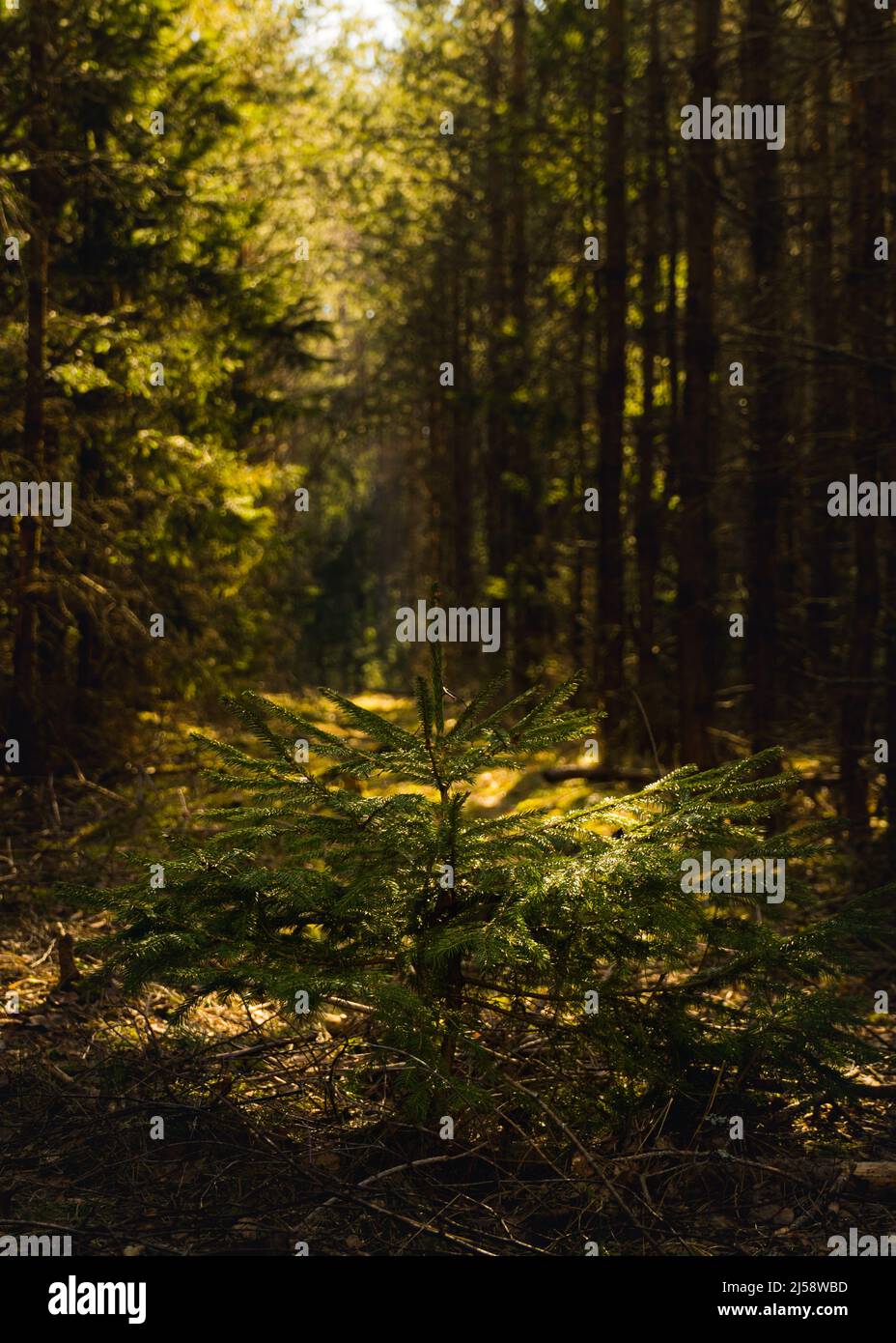 Vertical closeup of a little pine tree growing in the middle of the ...