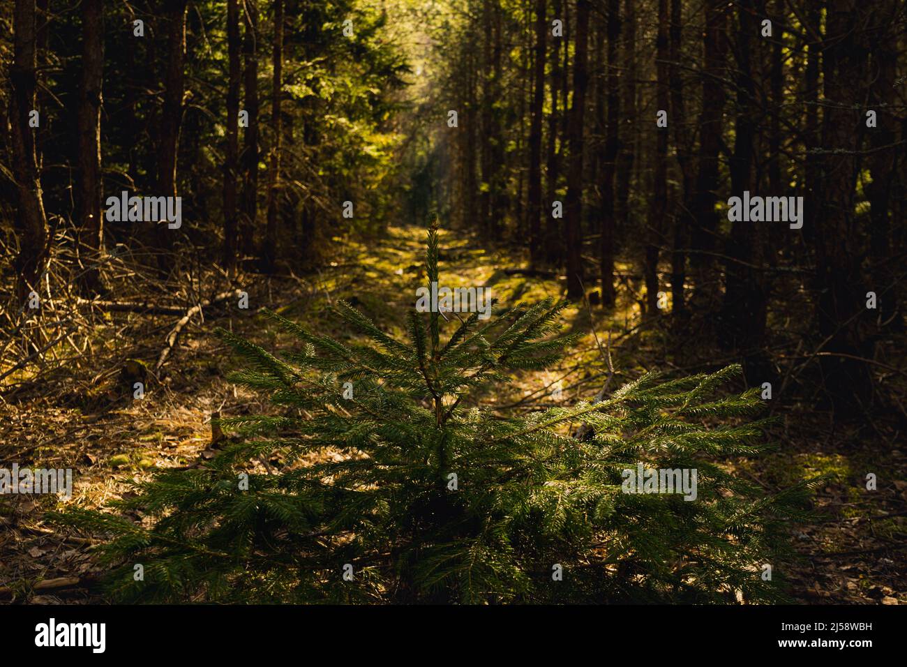Horizontal closeup of a little pine tree growing in the middle of the ...
