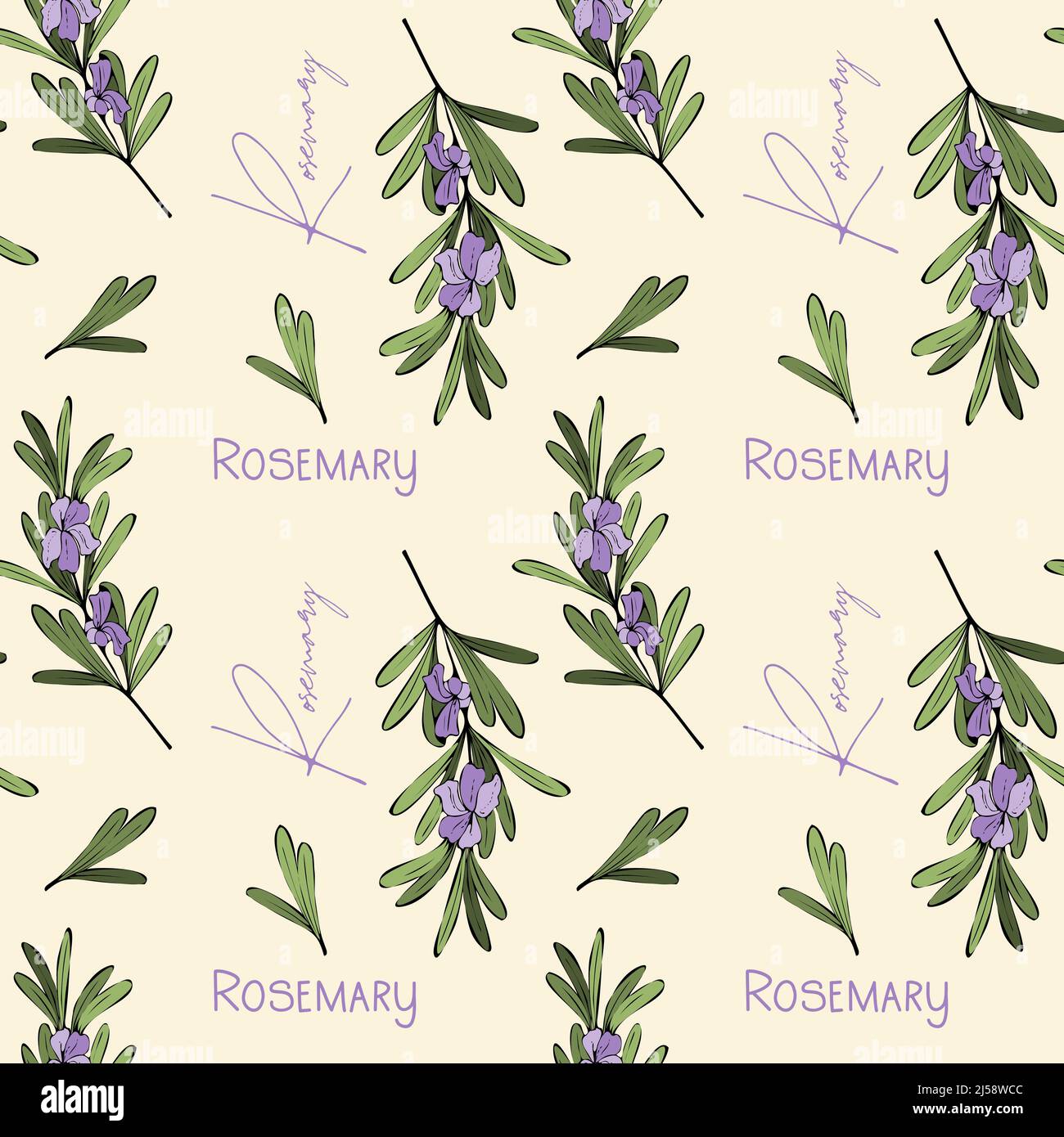 Rosemary Pattern flowers and lettering. Vector illustration Stock ...
