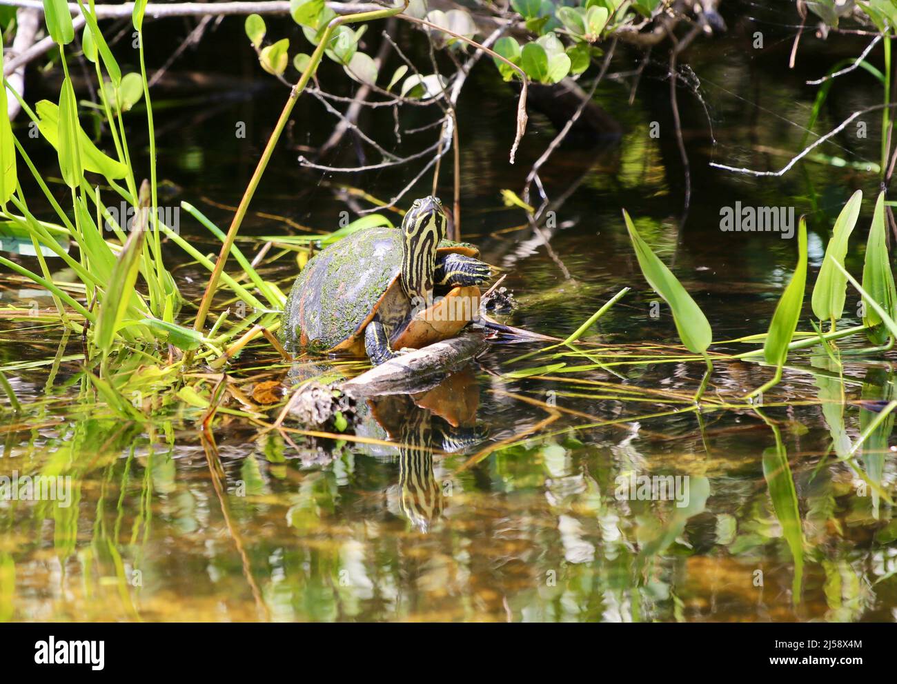 Painted Turtle Sunning on a Log Stock Photo - Alamy