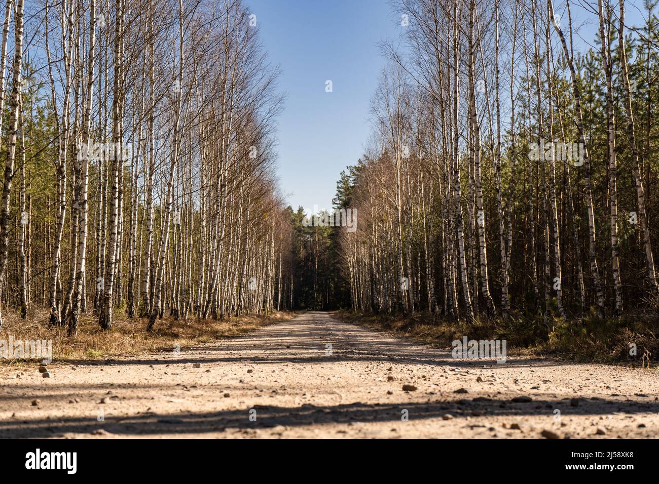Horizontal view of wodland road with birch trees on both sides, blue ...