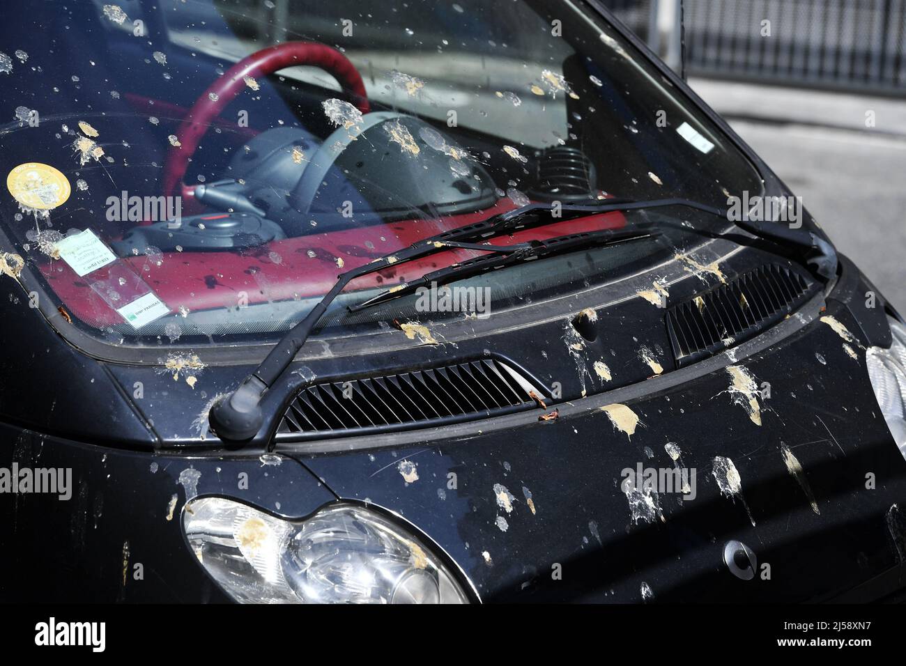 Pigeons poo hi-res stock photography and images - Alamy