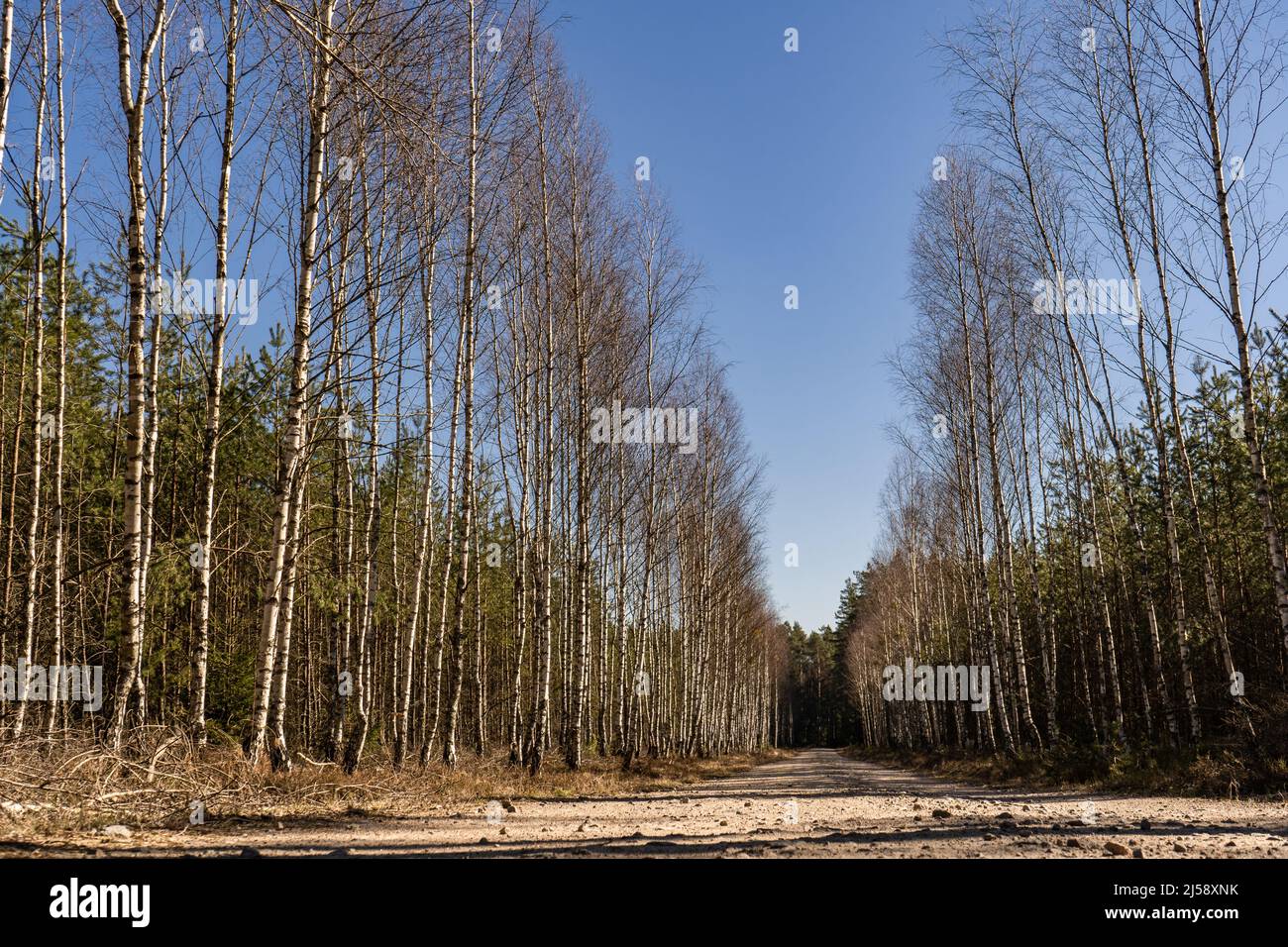 Horizontal view of wodland road with birch trees on both sides, blue ...