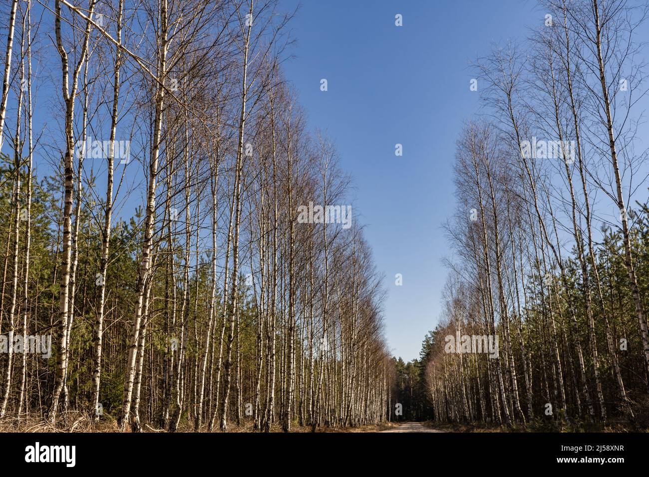 Horizontal view of wodland road with birch trees on both sides, blue ...