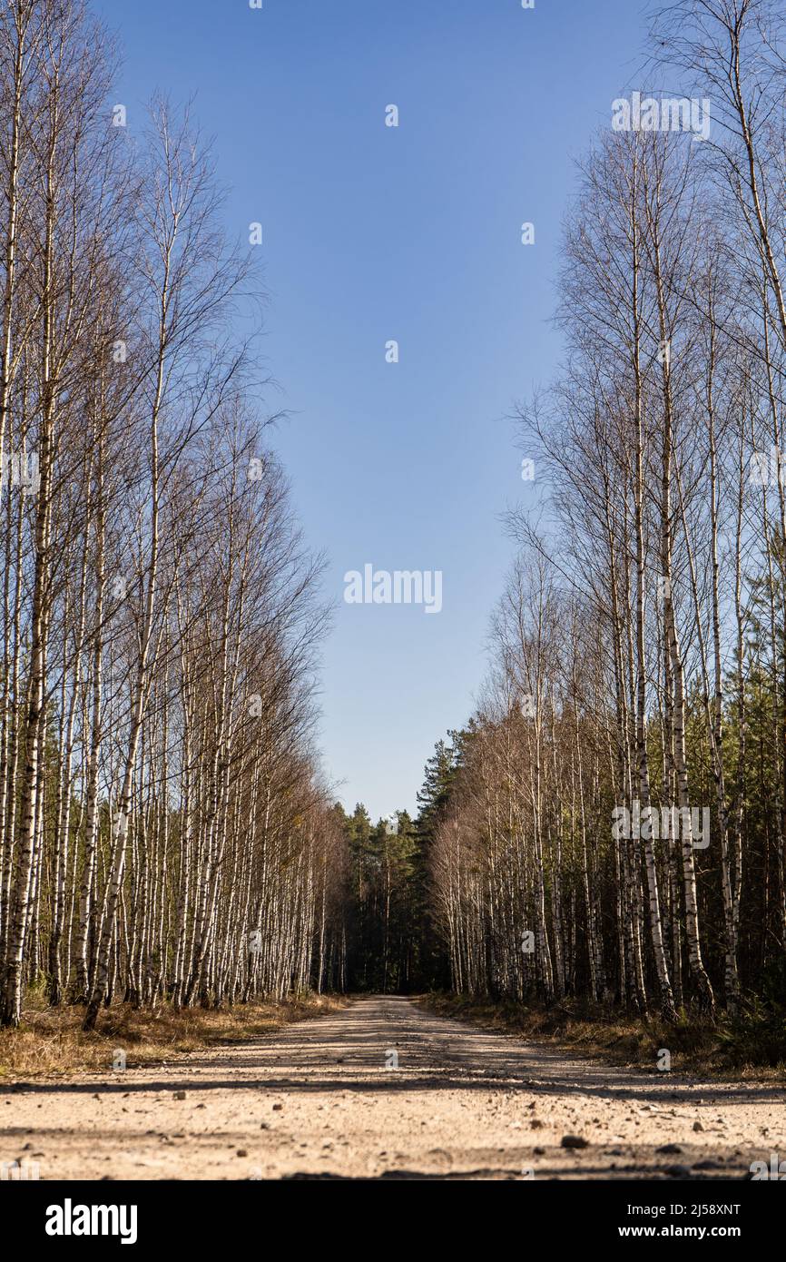 Vertical view of wodland road with birch trees on both sides, blue ...