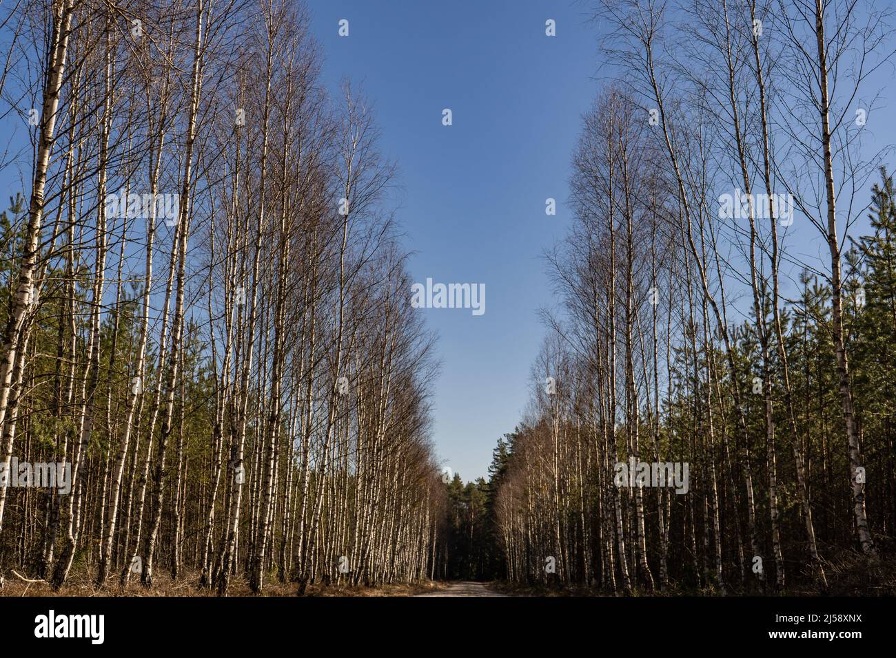 Horizontal view of wodland road with birch trees on both sides, blue ...