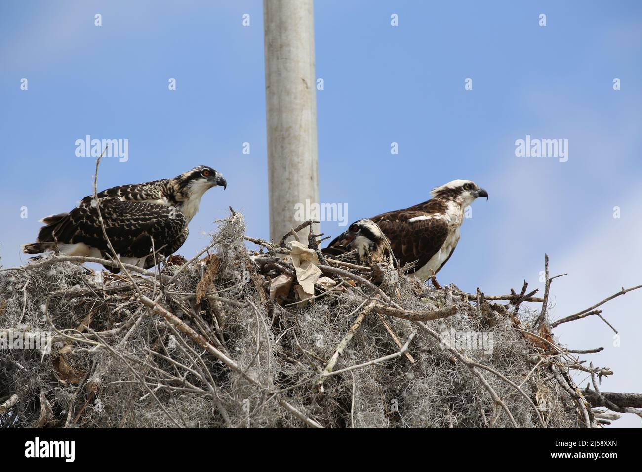 Raptor nest pole hi-res stock photography and images - Alamy