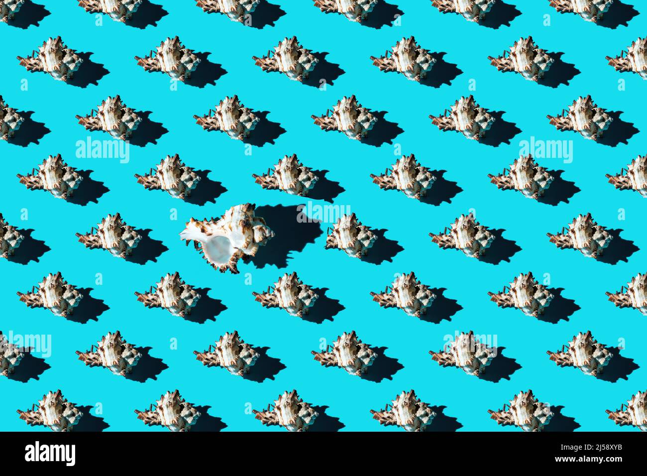 Pattern of clam shells on a cyan background. Summertime concept Stock ...