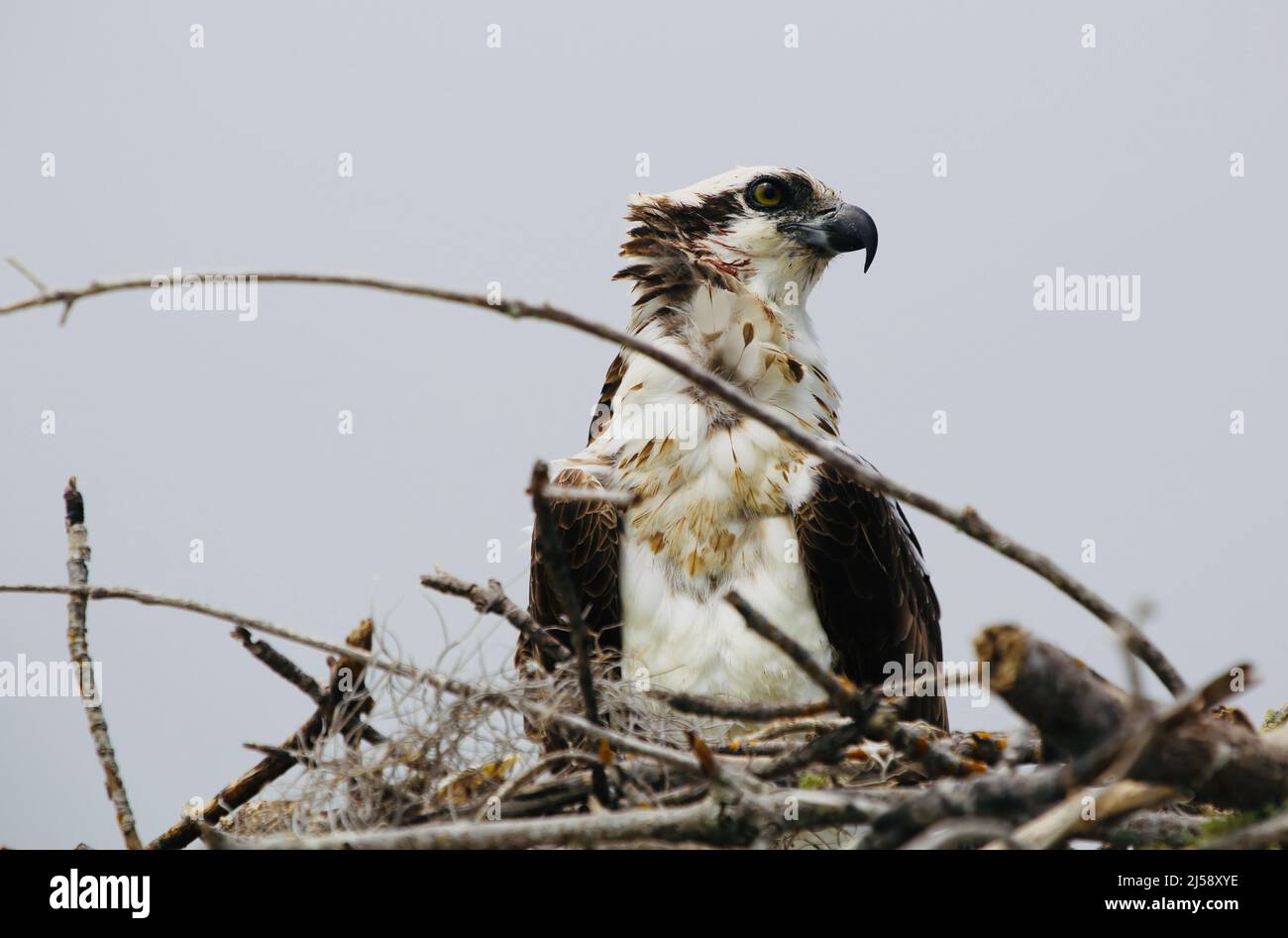 Raptor nesting platform hi-res stock photography and images - Alamy