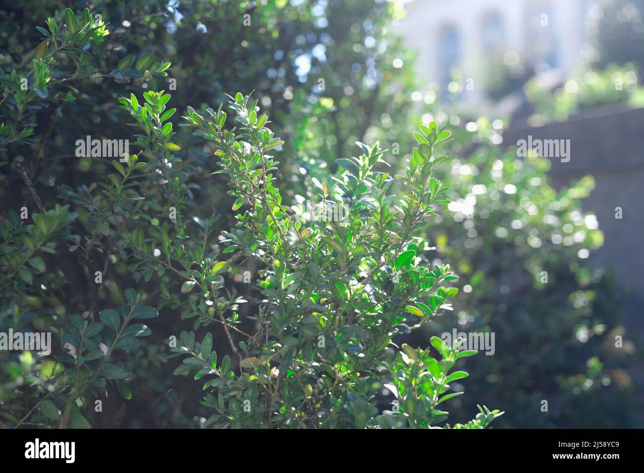 Green bush plants in sunlight in garden closeup Stock Photo - Alamy