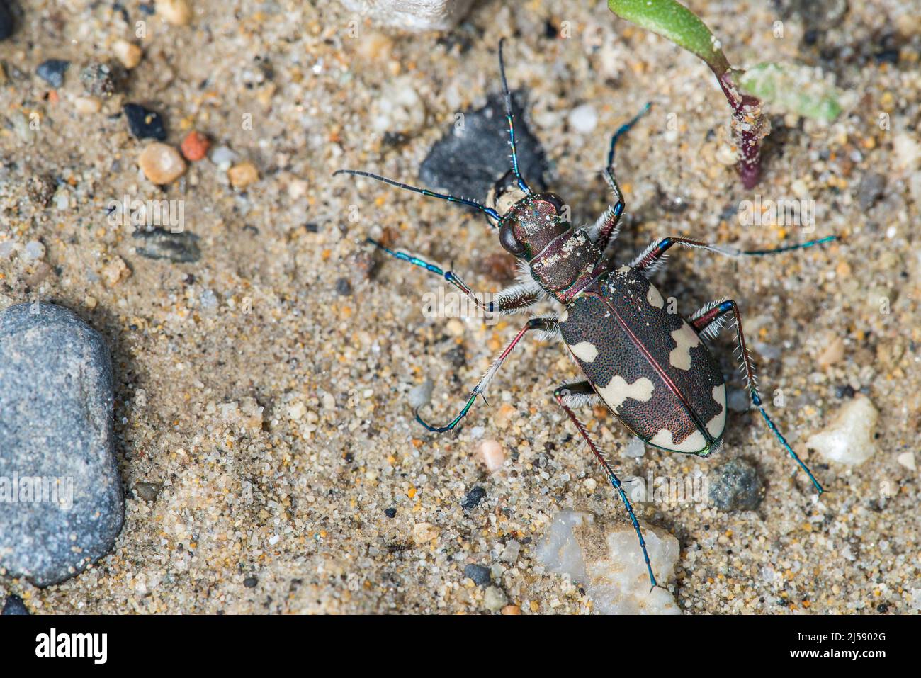 Cicindela hybrida, the Northern Dune Tiger Beetle Stock Photo - Alamy