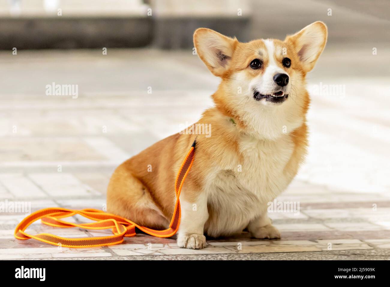 Young queen elizabeth ii smile hi-res stock photography and images - Alamy