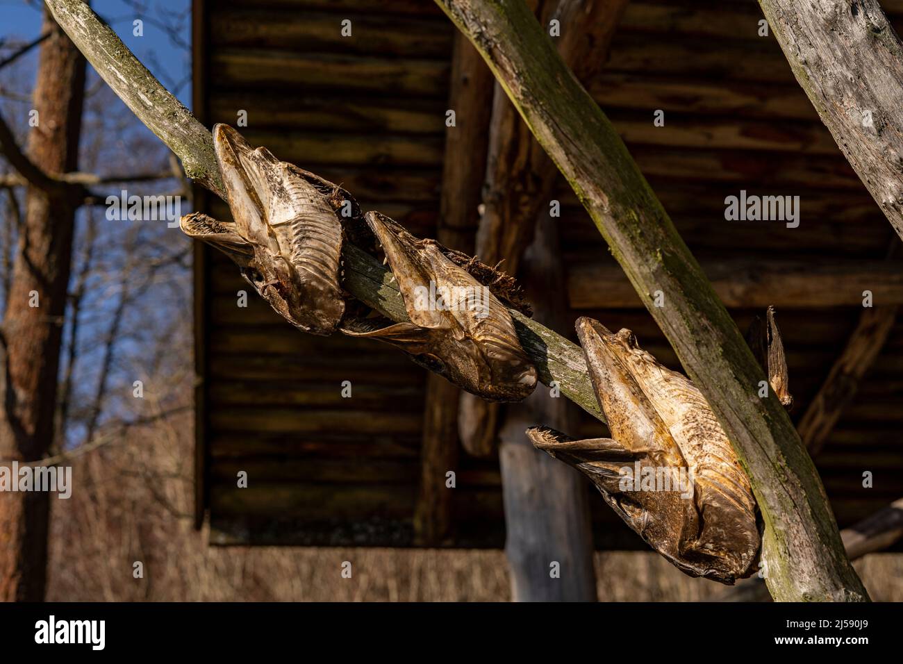View of 3 heads of pike fish dried and hanged on a wooden branch by the ...