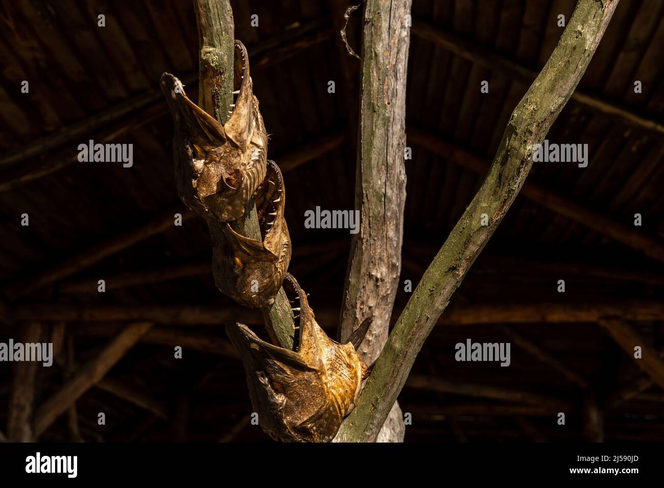 View of 3 heads of pike fish dried and hanged on a wooden branch by the ...