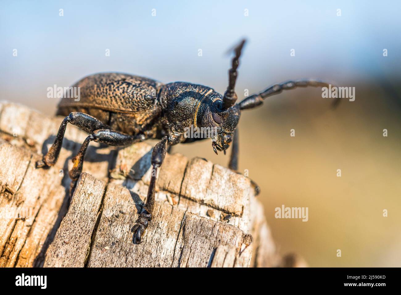 Longhorned beetles hi-res stock photography and images - Alamy