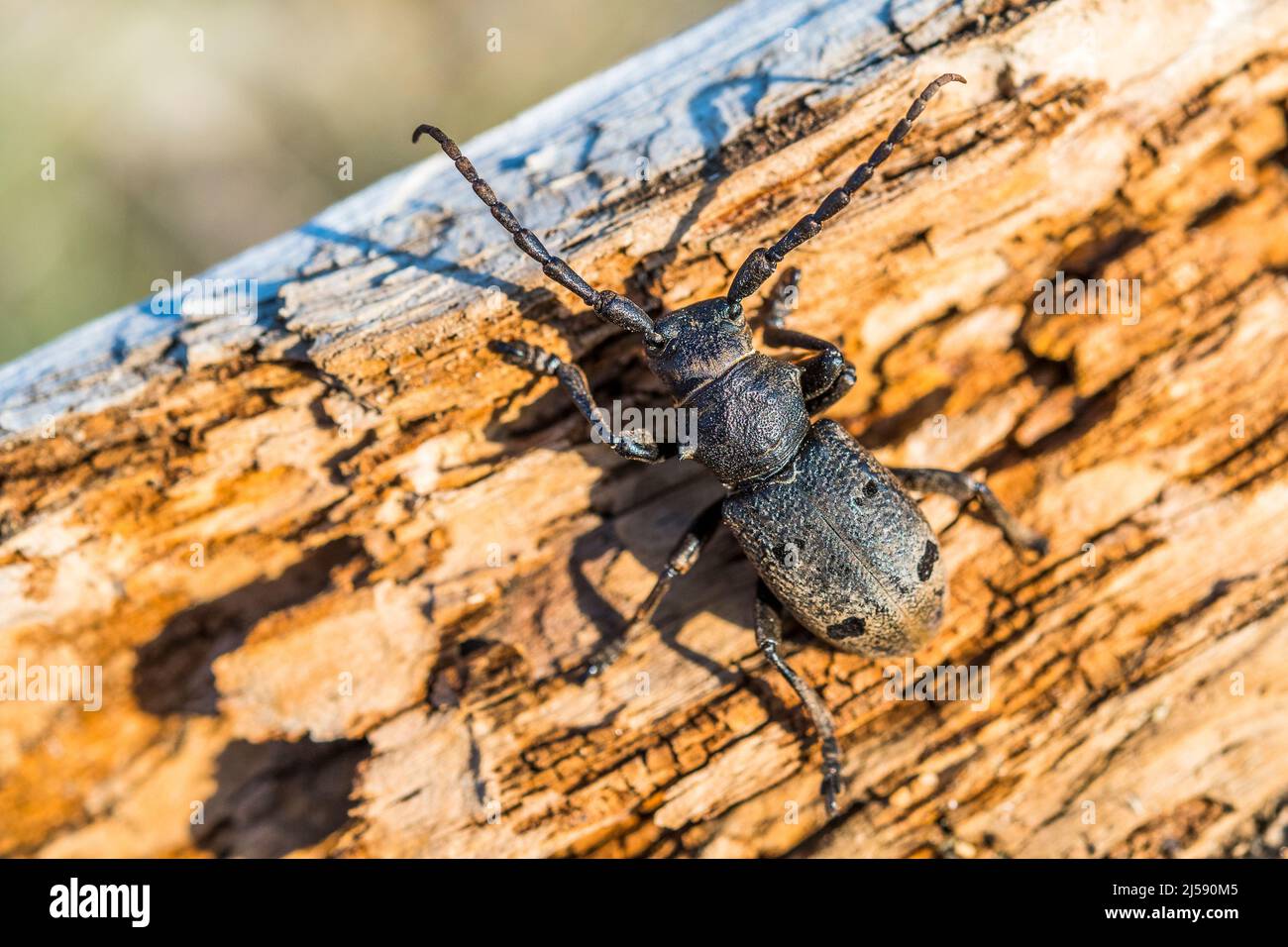 Cerambycidae