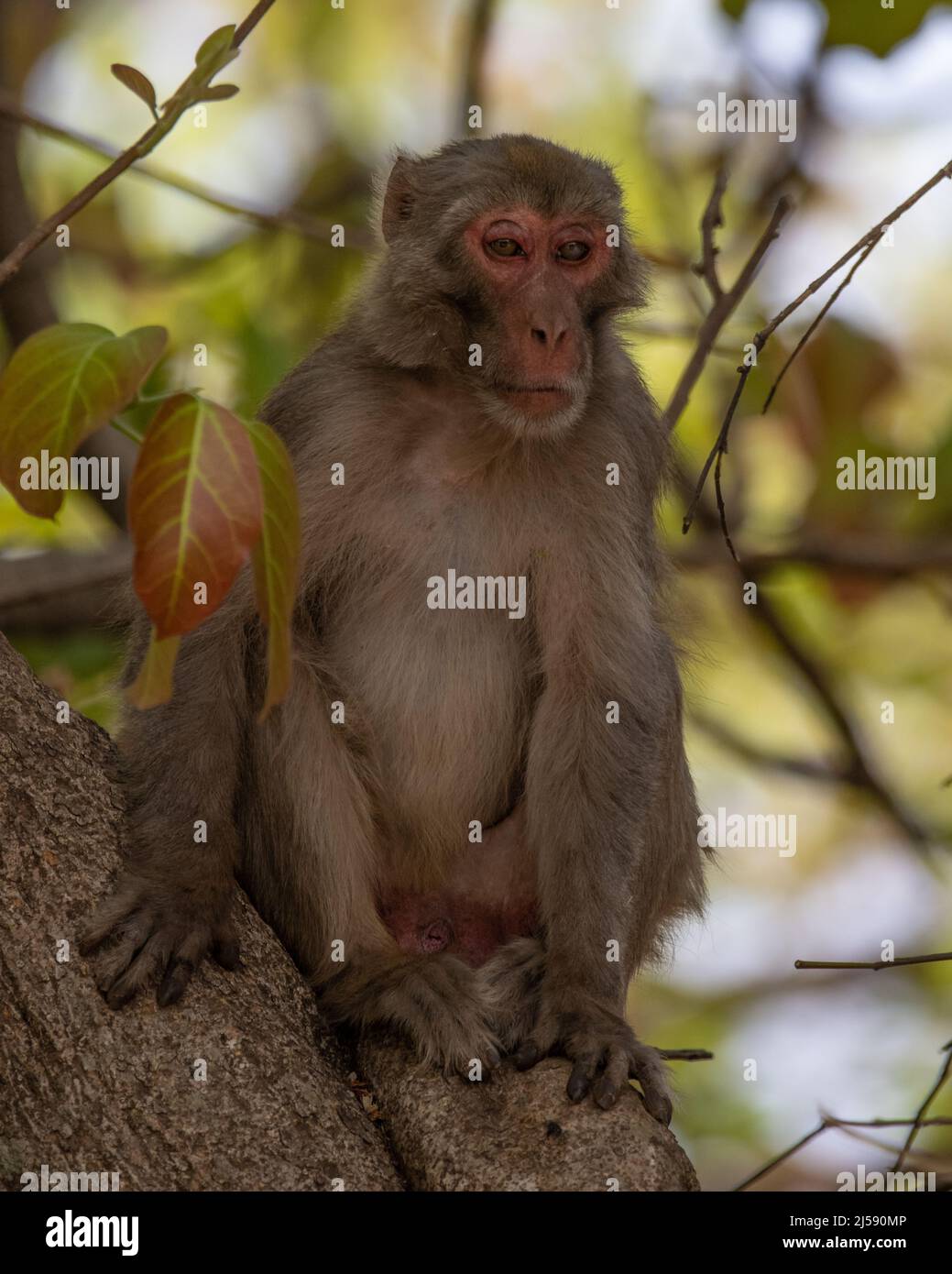 Roaring wild monkey . The wild monkeys roar to protect the land Stock ...