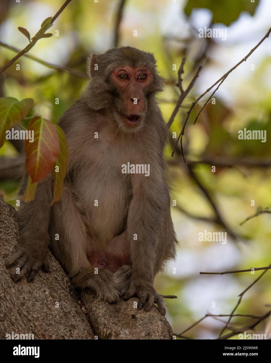Roaring wild monkey . The wild monkeys roar to protect the land Stock ...