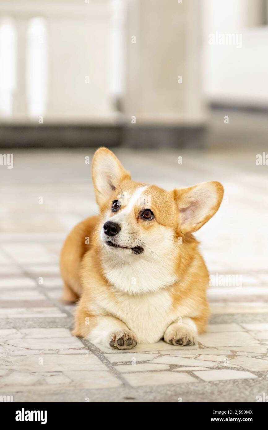 Young queen elizabeth ii smile hi-res stock photography and images - Alamy