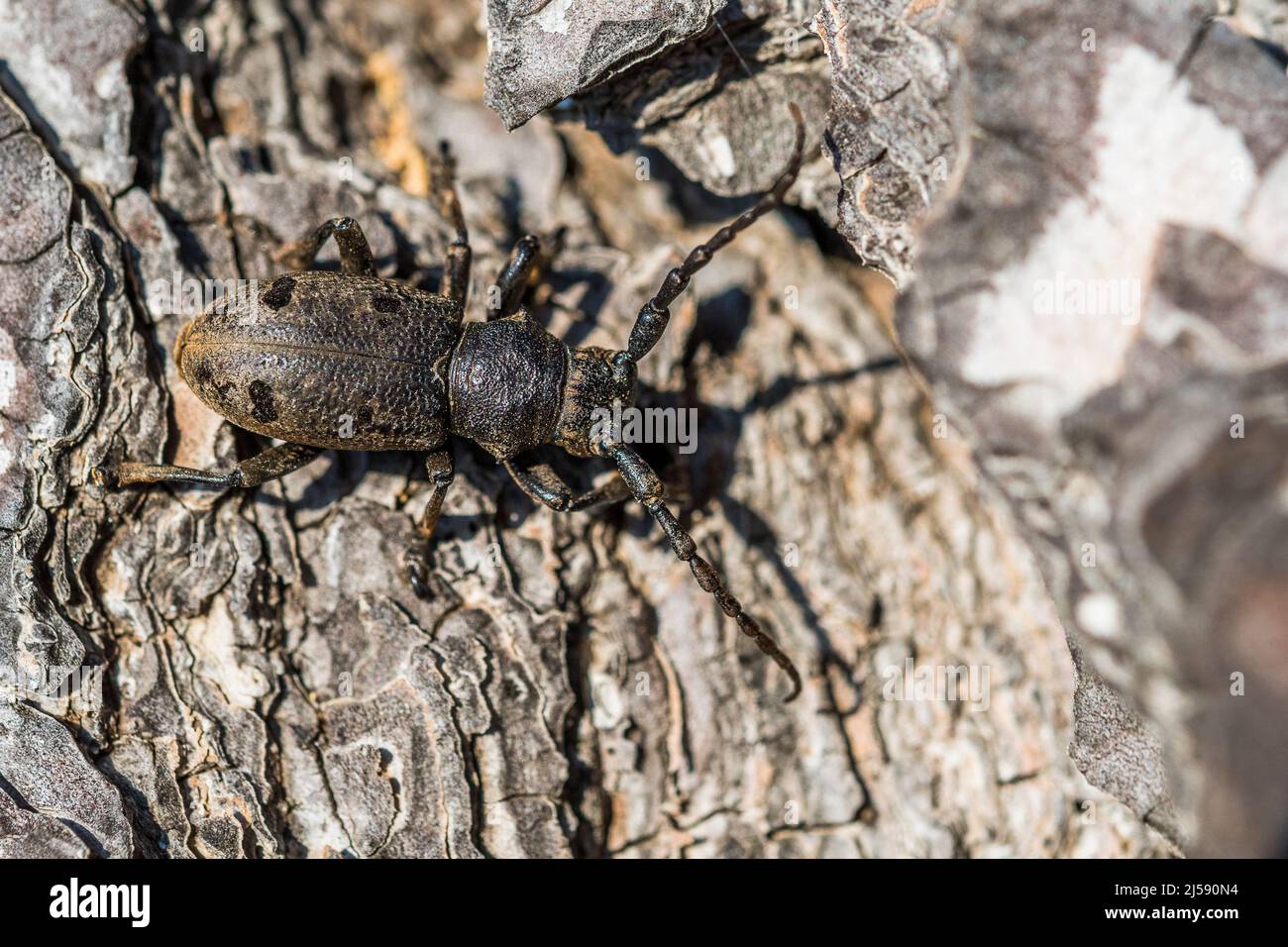 Longhorned beetles hi-res stock photography and images - Alamy