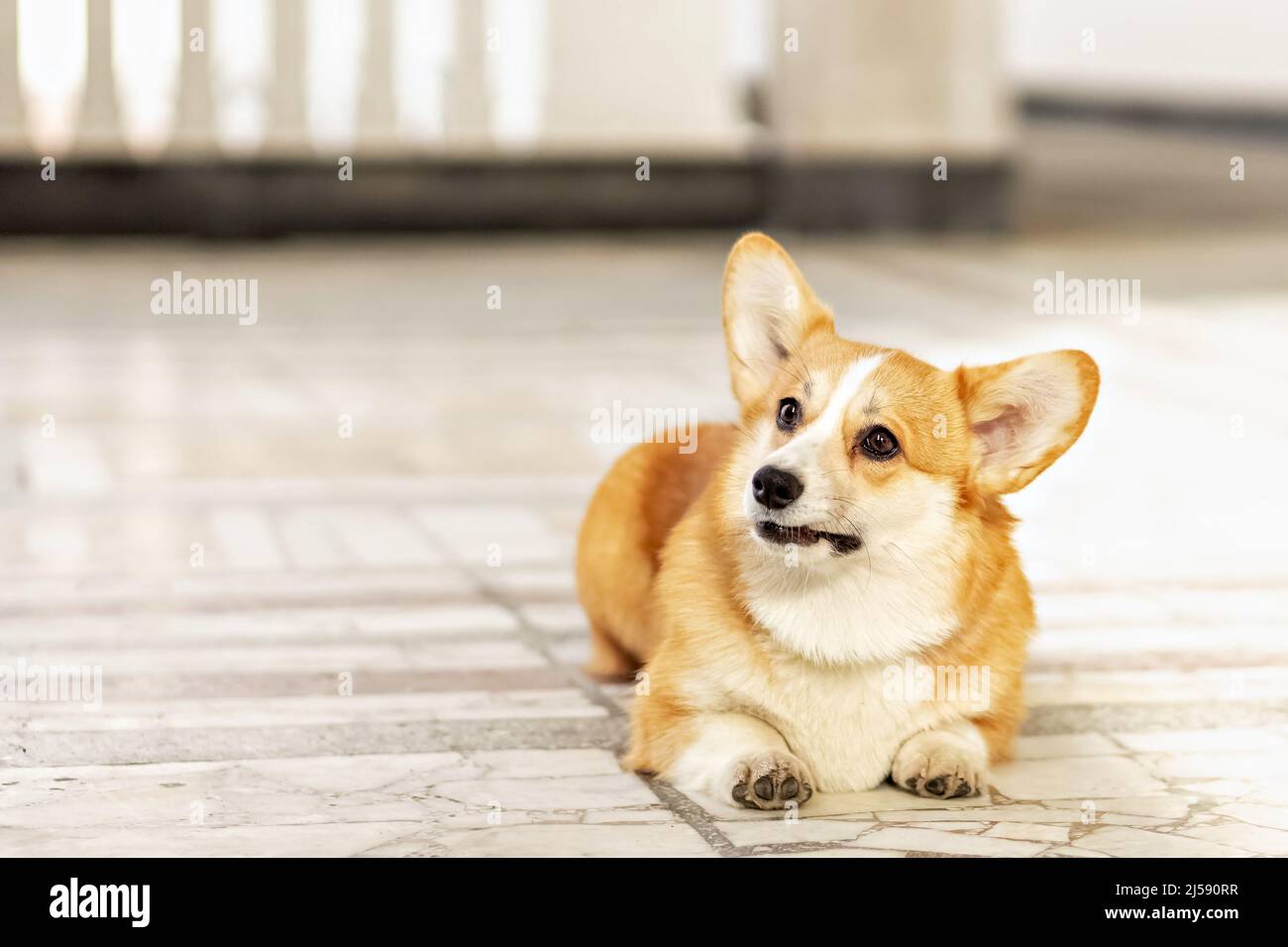 A red-haired corgi dog on a walk Stock Photo - Alamy
