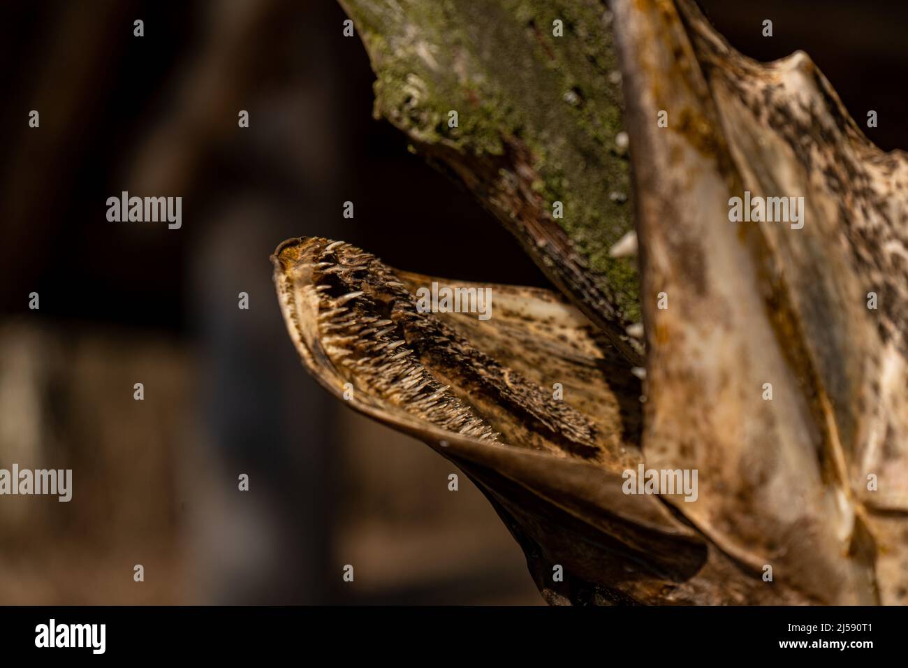 View head of pike fish with visible many teeth inside of the jaw, dried ...