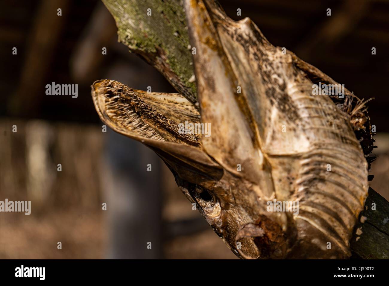 View head of pike fish with visible many teeth inside of the jaw, dried ...