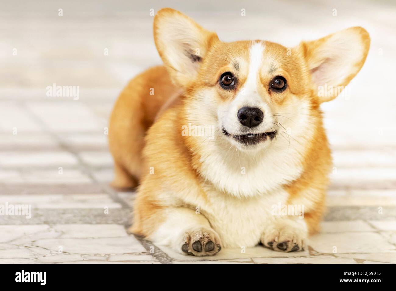 Queen elizabeth corgi portrait hi-res stock photography and images - Alamy