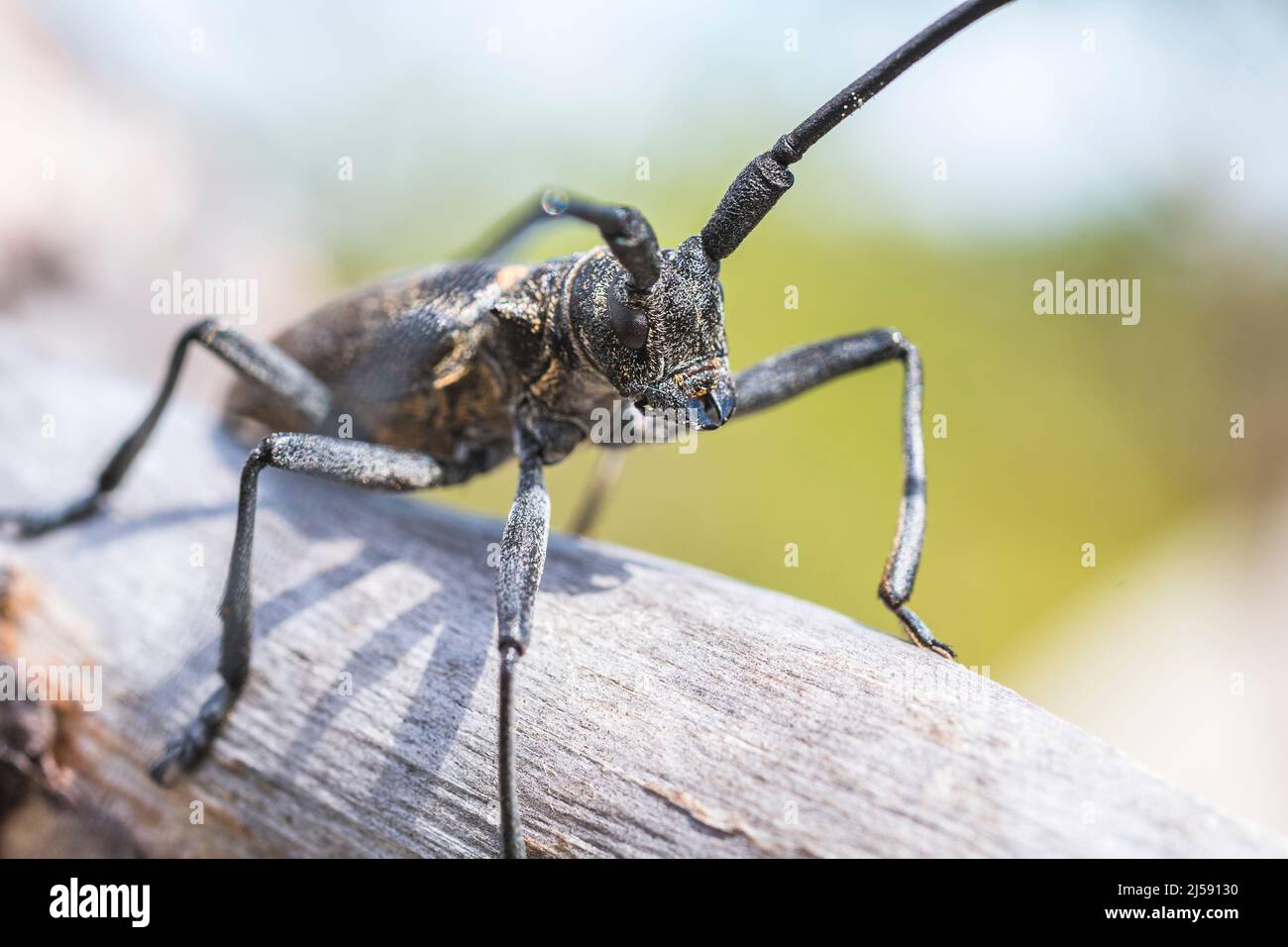 Monochamus galloprovincialis, the pine sawyer beetle, also referred to ...