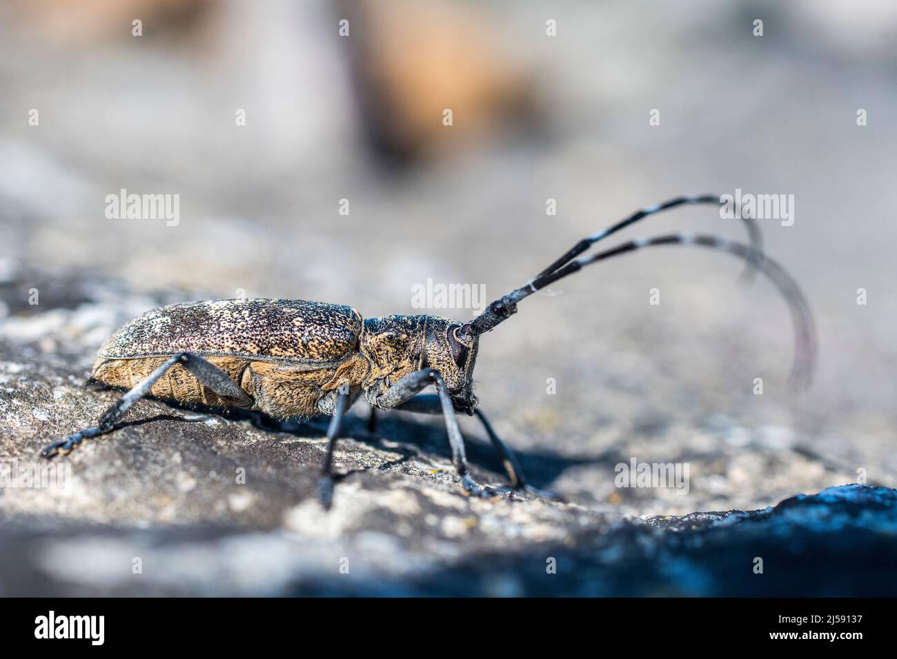 Monochamus galloprovincialis, the pine sawyer beetle, also referred to ...
