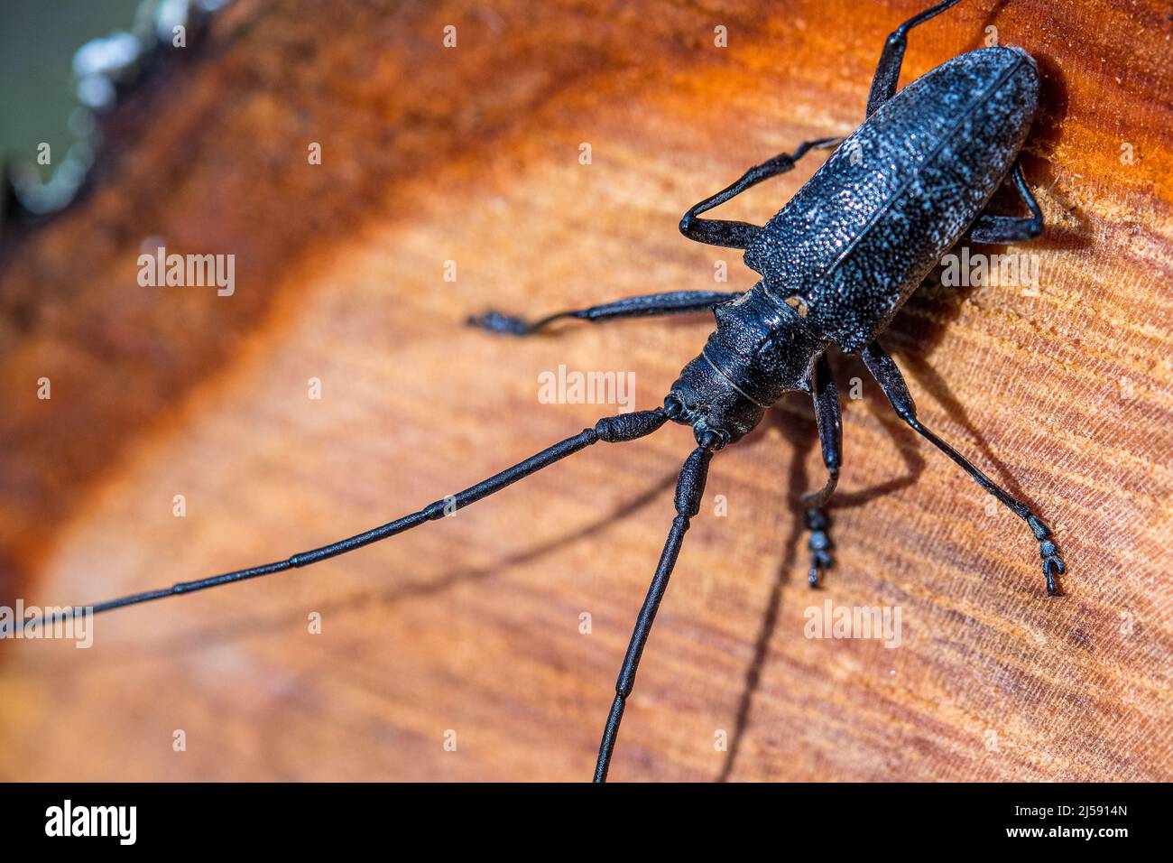 Sawyer Beetle Identification