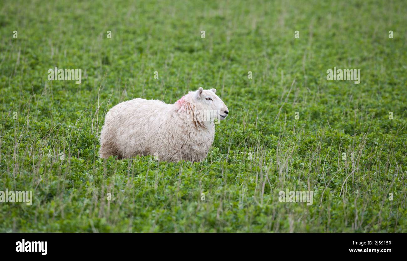 Sheep in field Stock Photo - Alamy