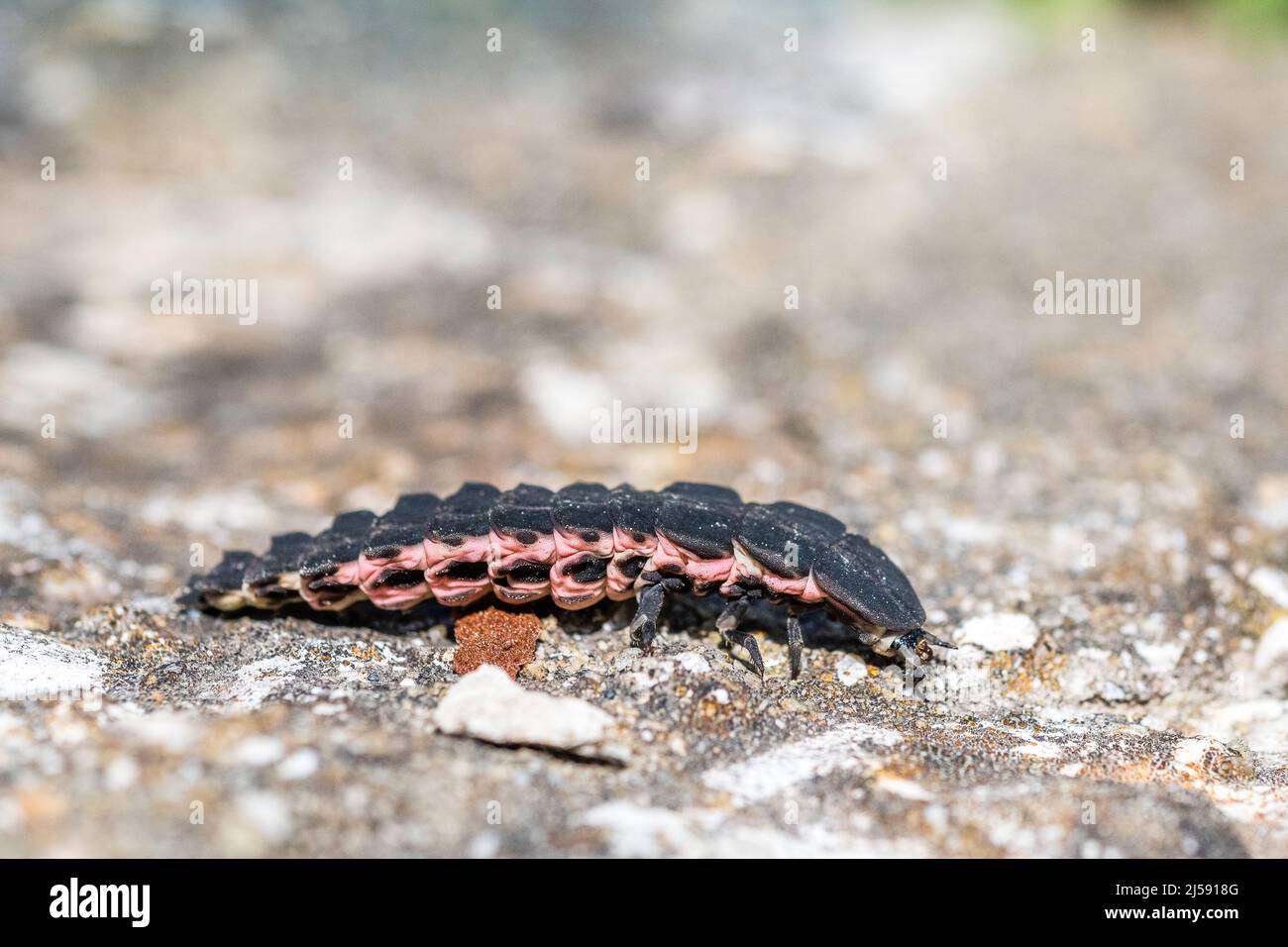Firefly lampyridae larvae hi-res stock photography and images - Alamy