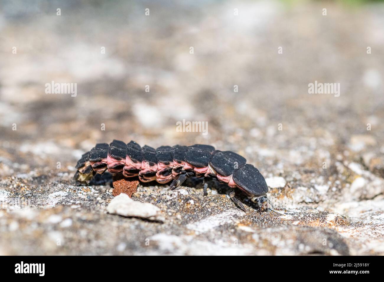 Firefly lampyridae larvae hi-res stock photography and images - Alamy