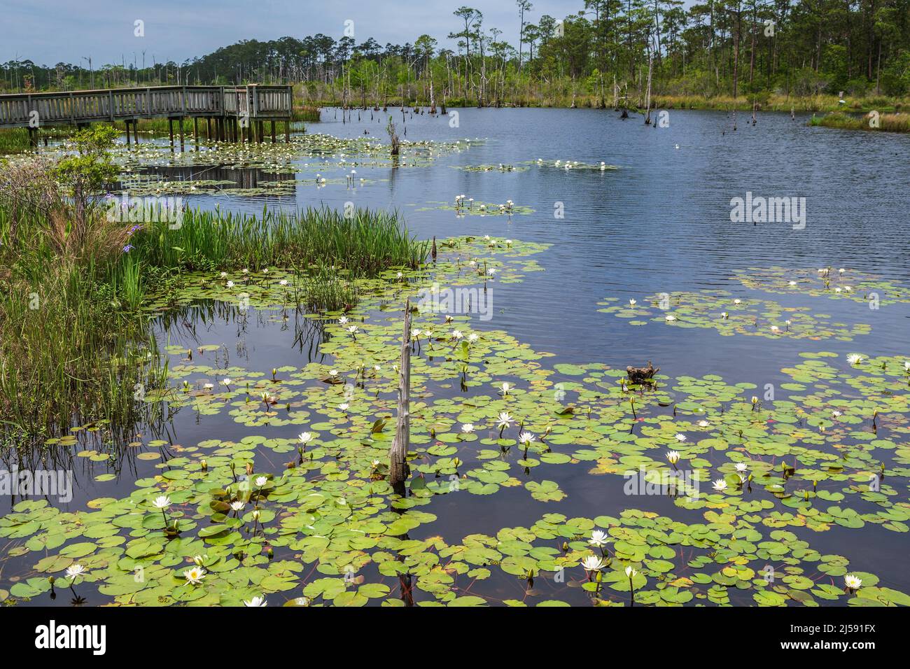 Big Branch Marsh National Wildlife Refuge on the Northshore of Lake ...