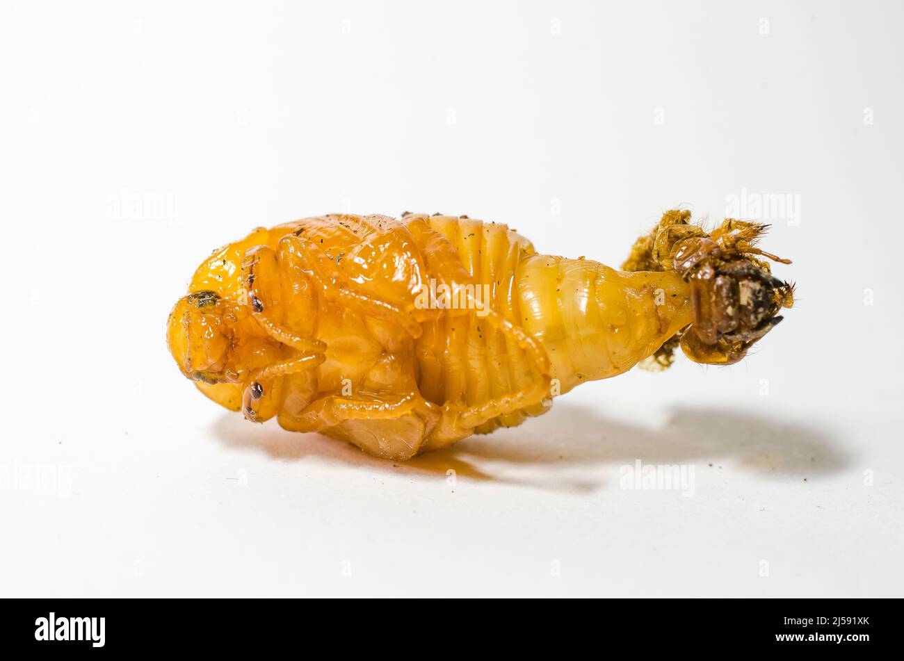 Common cockchafer, Melolontha melolontha, nymph Stock Photo - Alamy