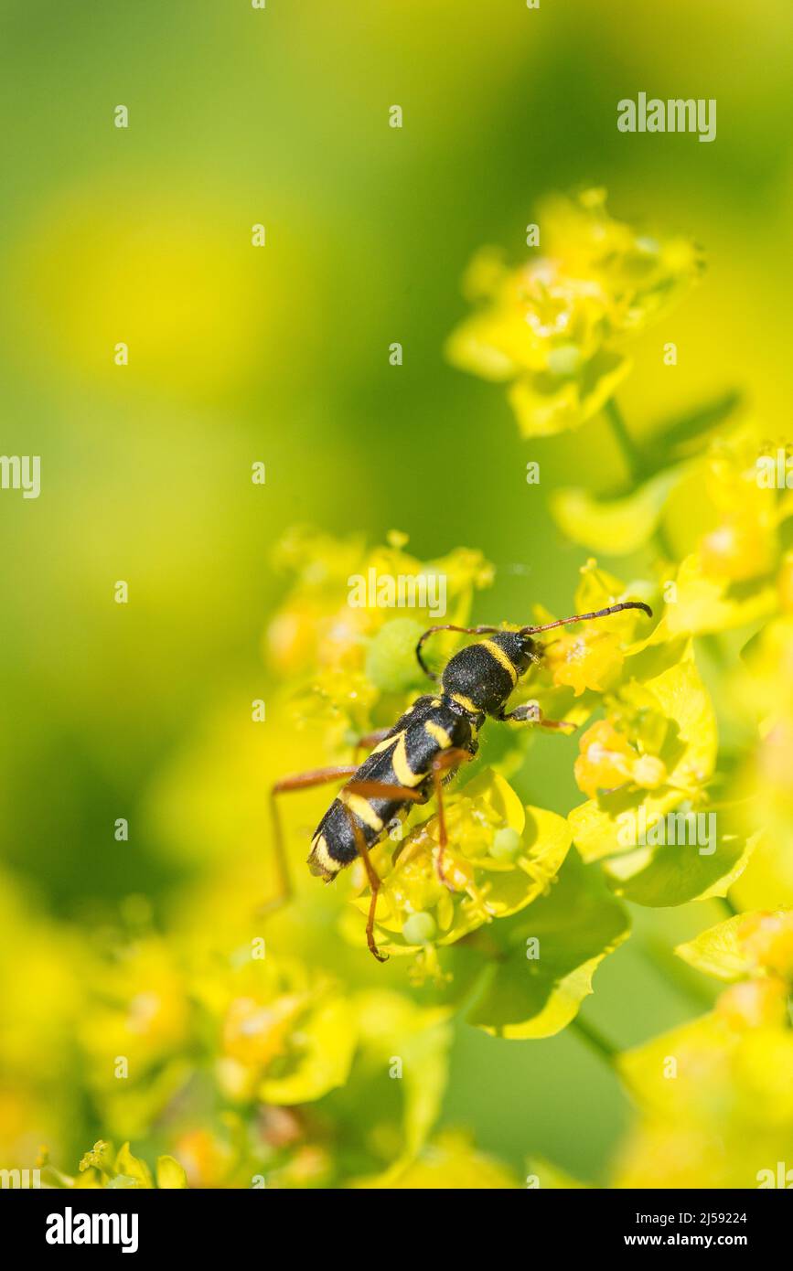 Clytus arietis, the wasp beetle, is a wasp-mimicking longhorn beetle ...