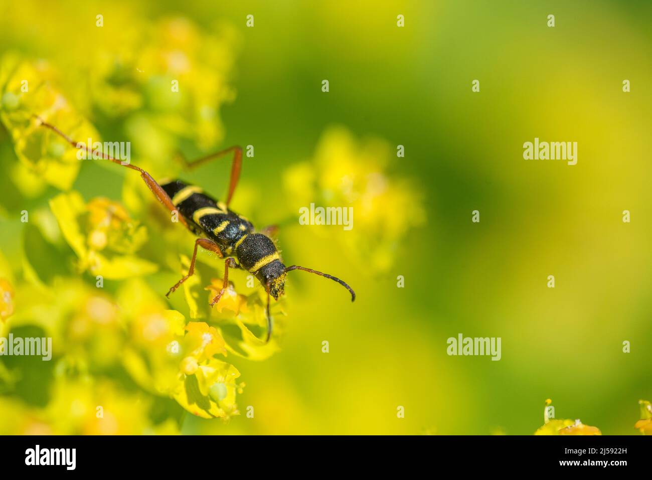 Clytus arietis, the wasp beetle, is a wasp-mimicking longhorn beetle ...