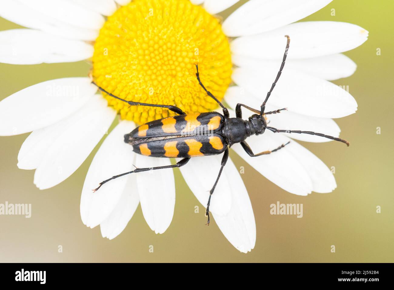 four-banded longhorn beetle, Leptura quadrifasciata, is a species of ...
