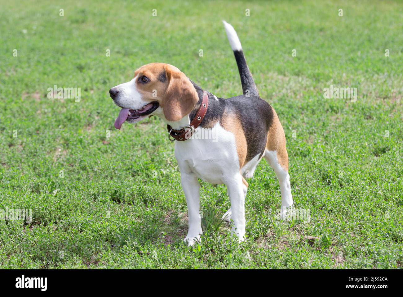 English beagle puppy is standing on a green grass in the summer park ...