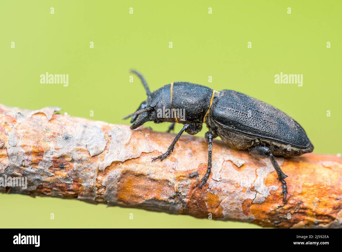 Black Longicorn Beetle, Spondylis buprestoides Stock Photo - Alamy