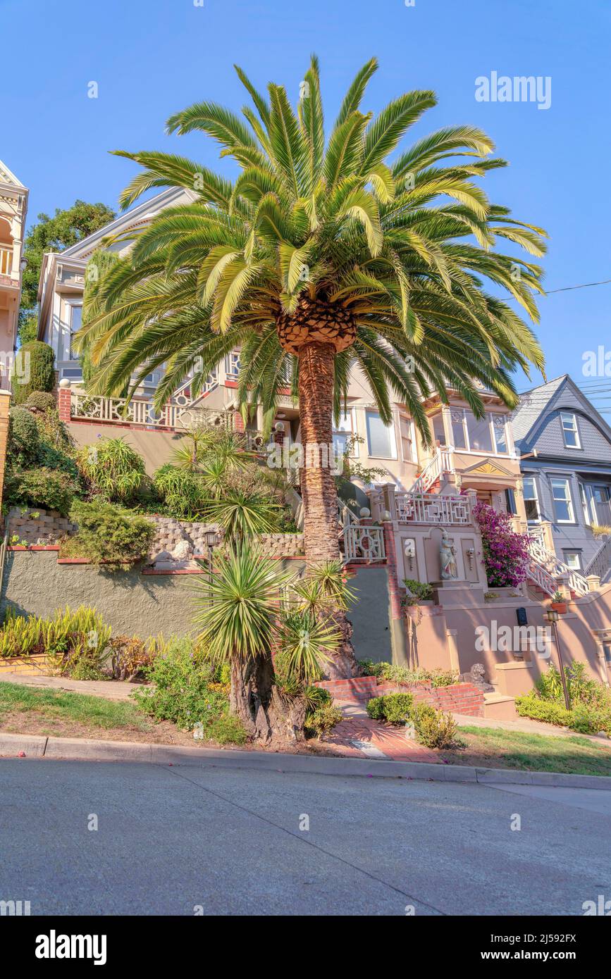 Palm tree and ornamental outdoor plants outside the elevated houses at ...