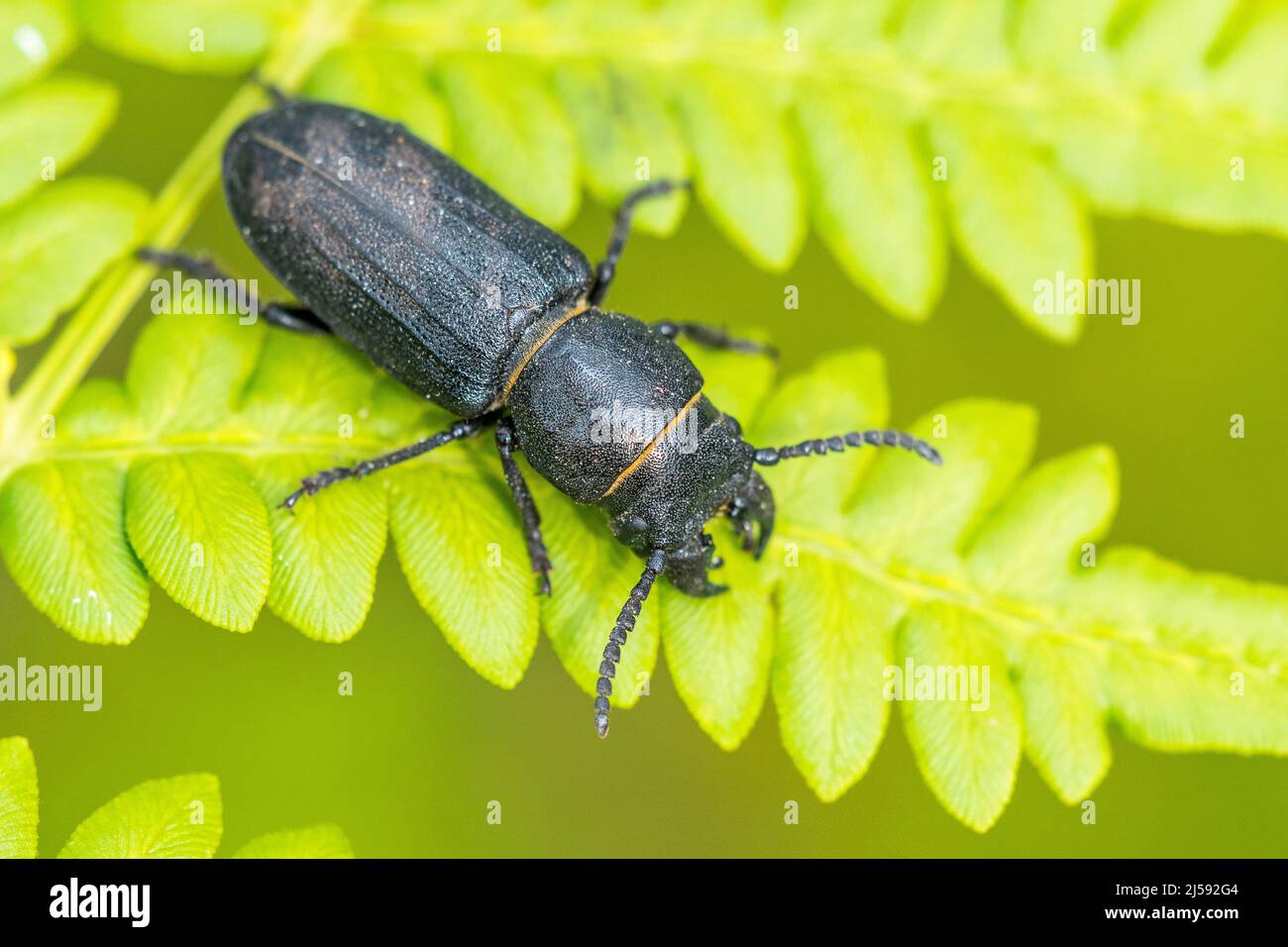 Black Longicorn Beetle, Spondylis buprestoides Stock Photo - Alamy