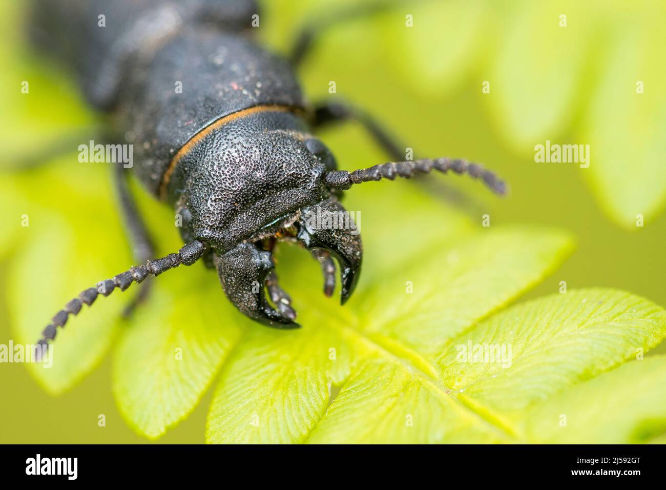 Black Longicorn Beetle, Spondylis buprestoides Stock Photo - Alamy
